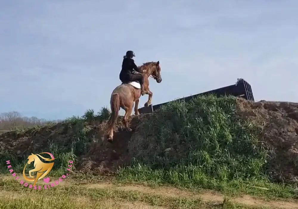 RESERVE PRICE NOT MET - Splash - Gypsy Vanner/Quarter Horse Cross ...